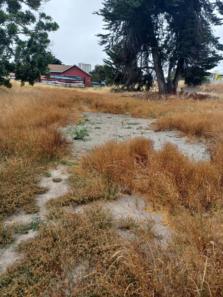 California goldfields from Aquatic Park, Berkeley, CA, USA on July 6 ...