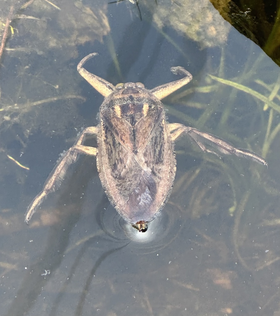 American Giant Water Bug from Highway 28, North Kawartha, ON, CA on ...