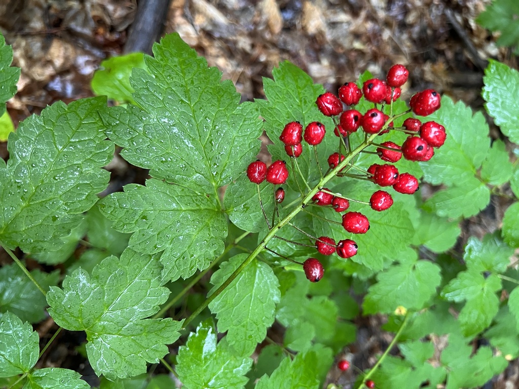 red baneberry from Big Bay Side Rd, Georgian Bluffs, ON, CA on July 6 ...