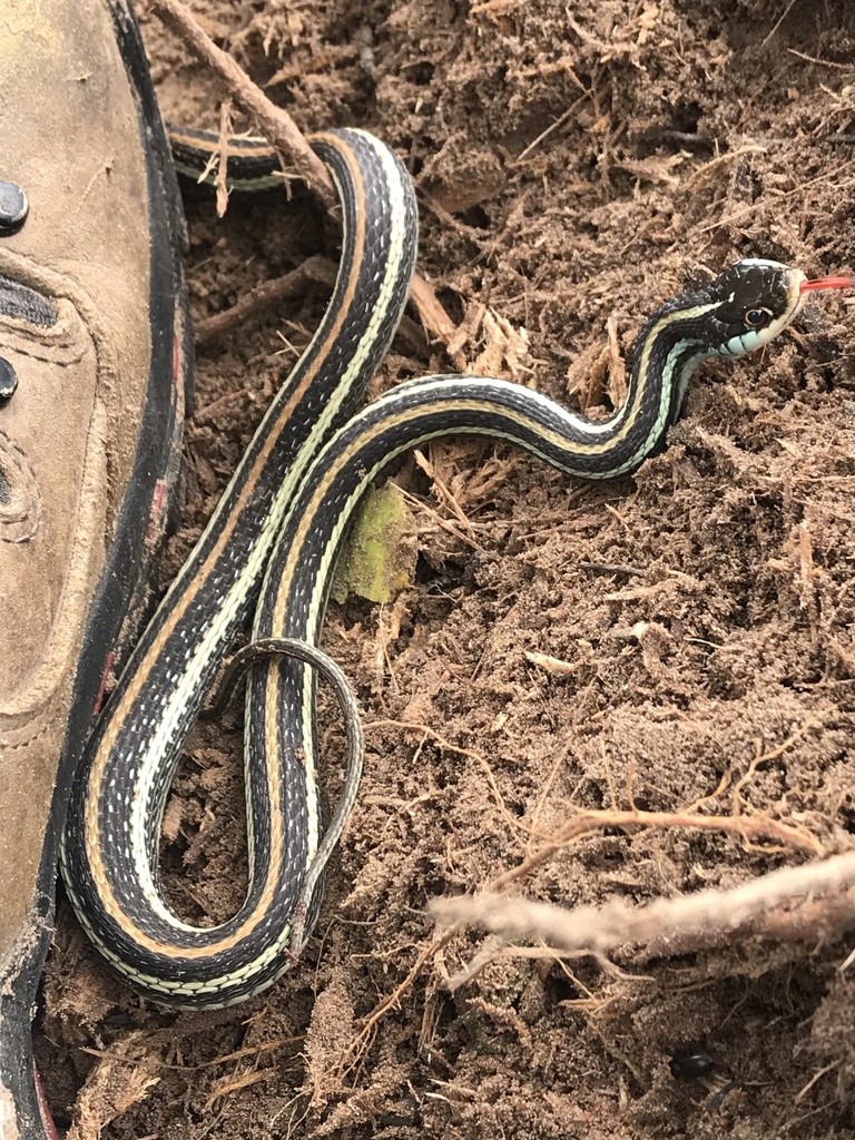 Western Ribbon Snake from Grassbur Rd, Bryan, TX, US on July 6, 2023 at ...