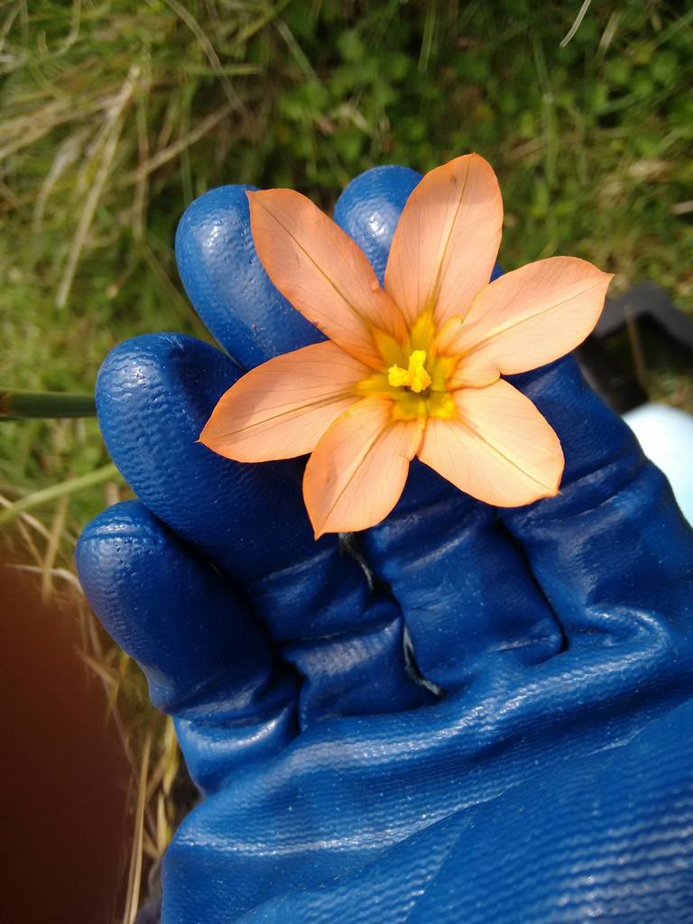 Two-leaved Cape tulip from Portland Island, New Zealand on September 26 ...