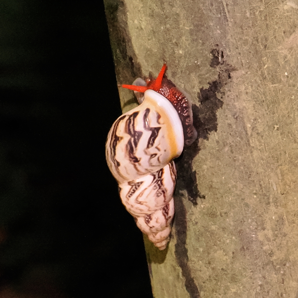 Drymaeus flexuosus from La Pradera Bosque, Manizales, Caldas, Colombia ...
