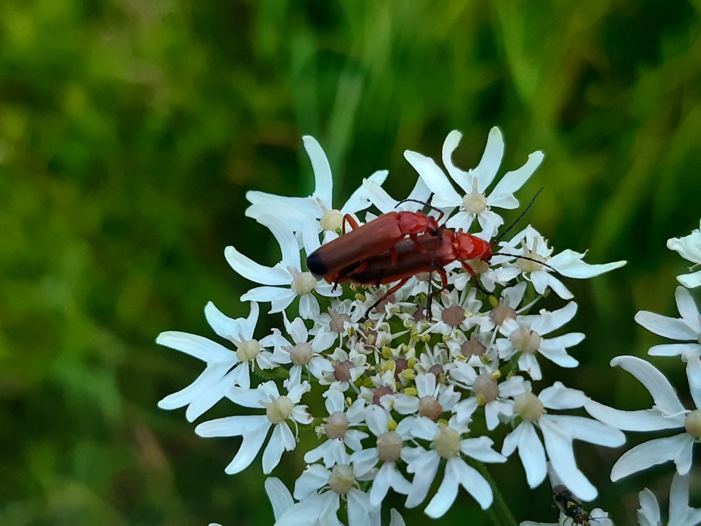Common Red Soldier Beetle from St. Peter's Church on July 6, 2023 at 07 ...