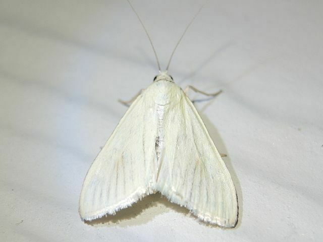 Carrot Seed Moth from Jamaica Bay Wildlife Refuge, Queens, NY, USA on ...