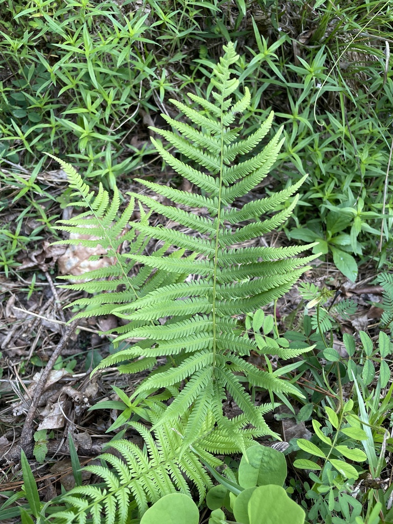 Widespread Maiden Fern from Battle Dr, Villa Rica, GA, US on July 6 ...