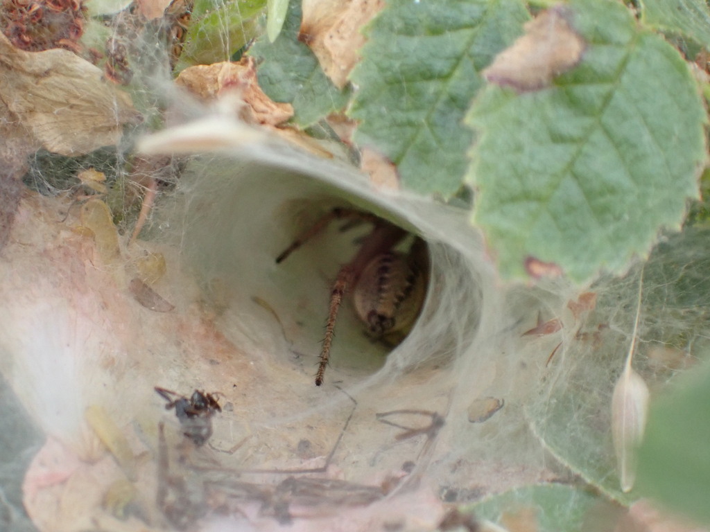 Labyrinth spider from Suffolk, UK on July 6, 2023 at 06:00 PM by John P ...
