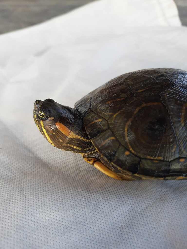 Colombian Slider (Trachemys callirostris callirostris) - Marine Life ...
