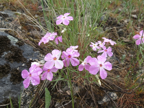 Longleaf Phlox (Subspecies Phlox longifolia longifolia) · iNaturalist