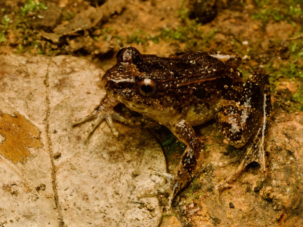 Betsileo Madagascar Frog from Moramanga District, Madagascar on May 2 ...