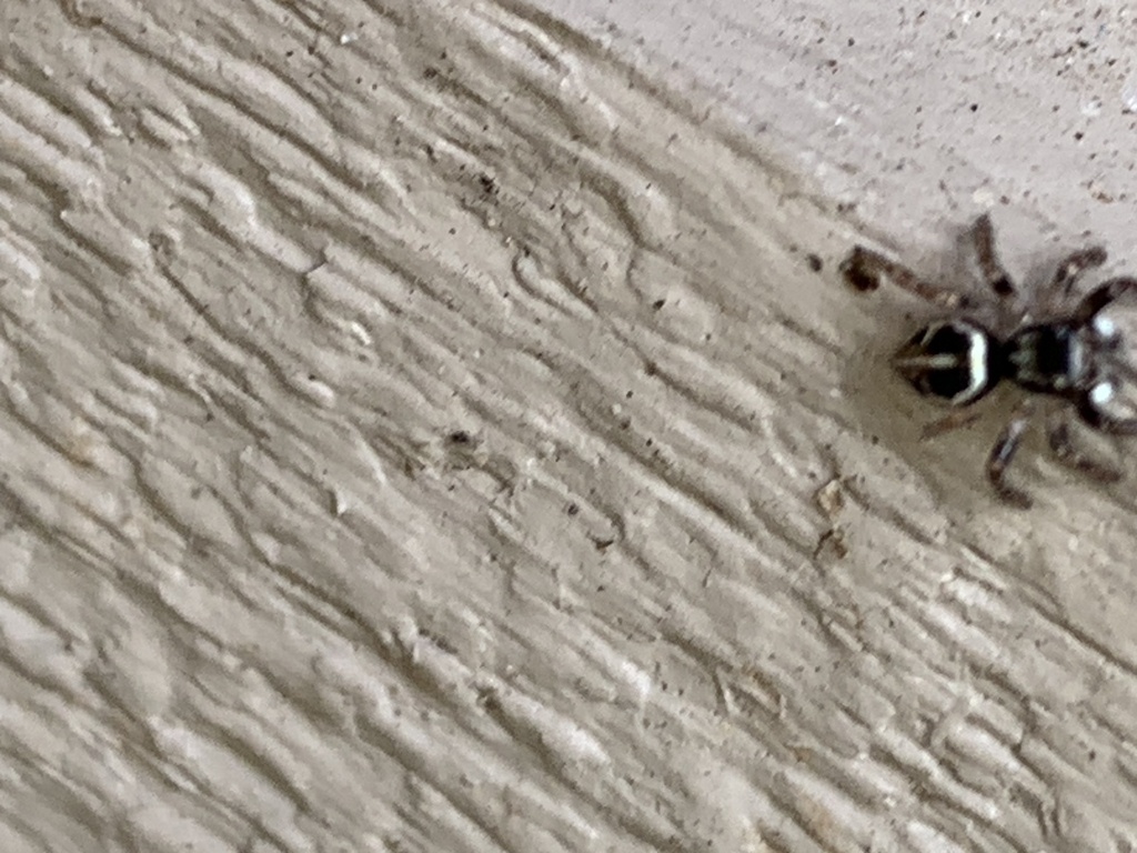 Twin-flagged Jumping Spider from camp mohawk, Alvin, TX, US on July 5 ...