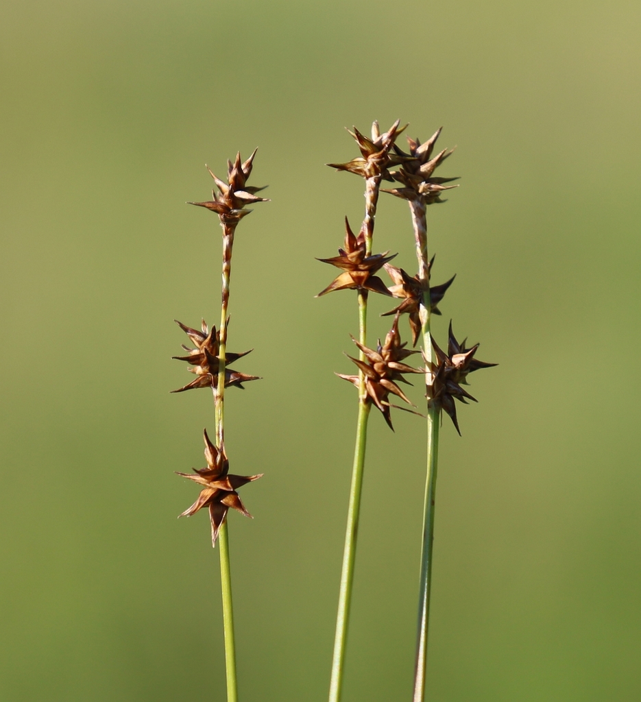 sedges (Cyperaceae) - Botanical Realm