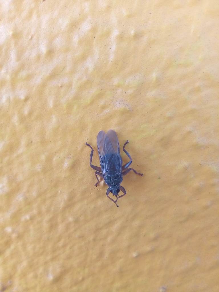 Pigeon Louse Fly from Guasave, Sin., México on December 27, 2018 at 11: ...