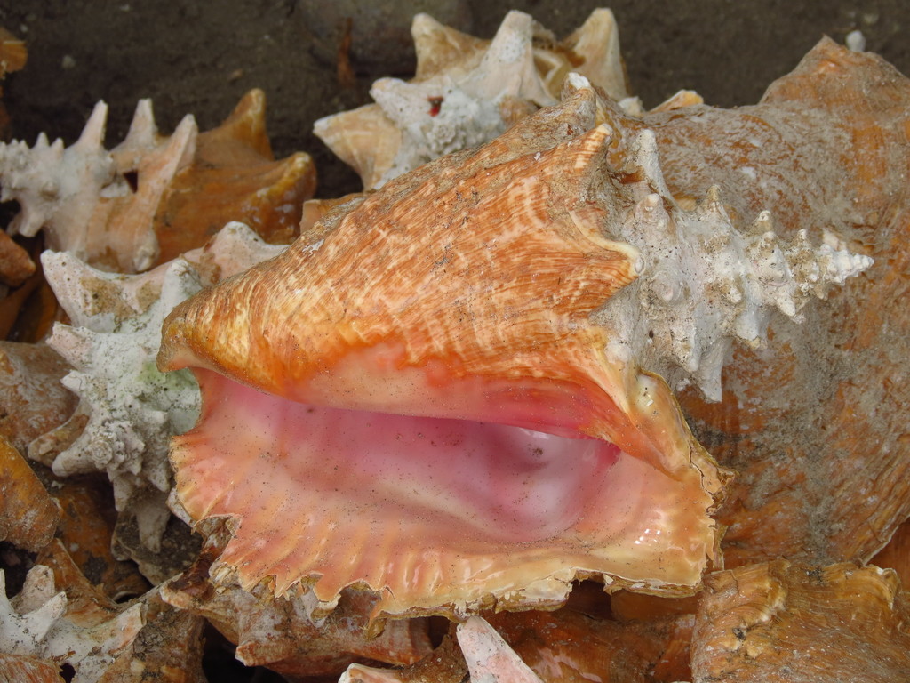 Queen Conch (Gastropods of the United States Pt.1) · iNaturalist