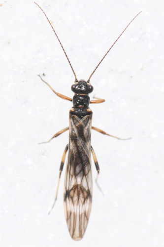 Cascades Forestfly (Ostrocerca foersteri) · iNaturalist