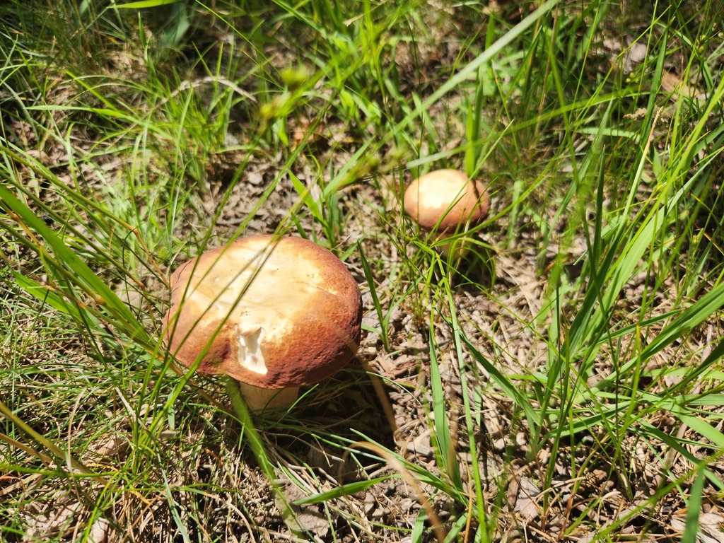 Xanthoconium affine maculosus from Portage County, OH, USA on July 6 ...