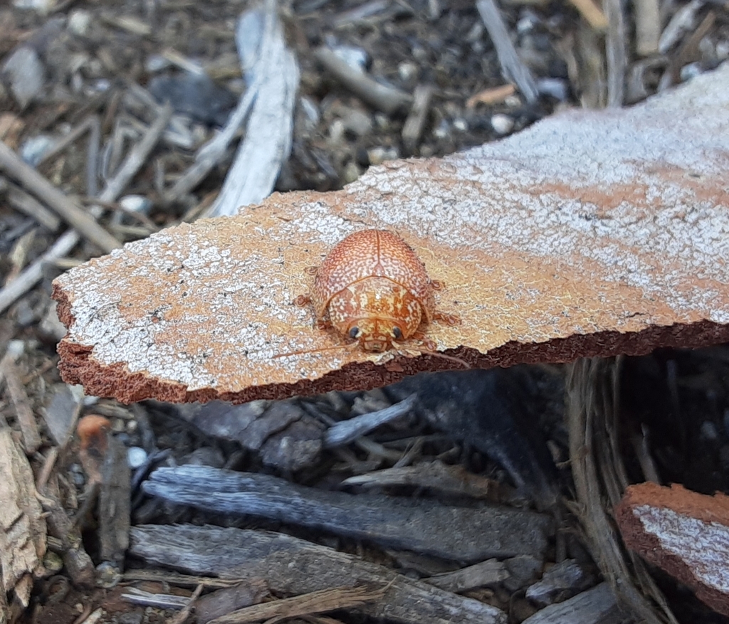 Dotted Paropsine Leaf Beetle from Claremont, CA, USA on July 6, 2023 at ...