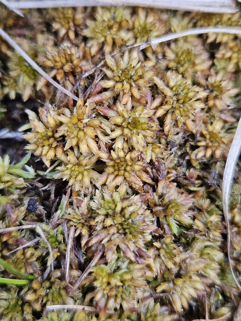 Lustrous Bog-moss from Shining Tor, Buxton SK11 0AR, UK on July 6, 2023 at 10:24 AM by Helen ...