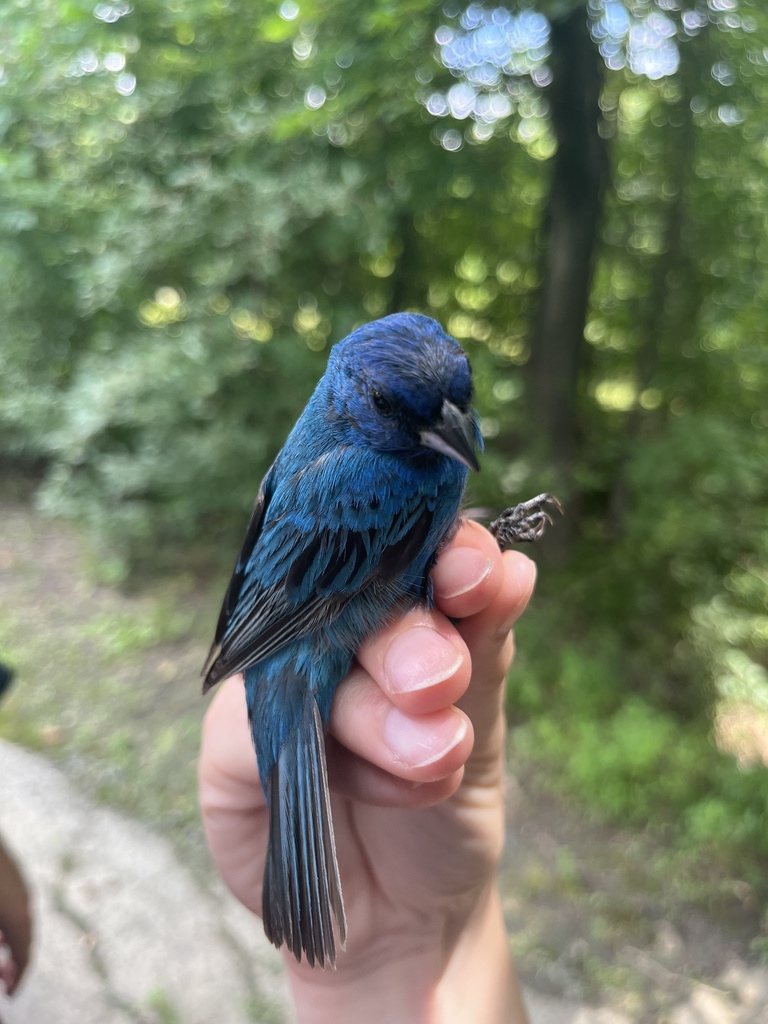 Indigo Bunting from Marine Corps Base - Headquarters, Stafford, VA, US ...