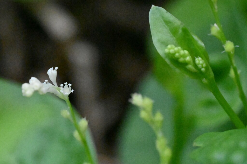 (Microtea) - Botanical Realm