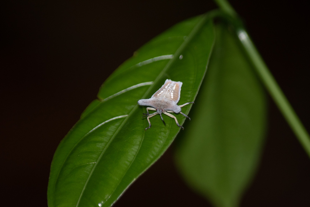 Pygoplatys from Unnamed Rd,, Lahad Datu, Sabah, Malaysia on June 9 ...