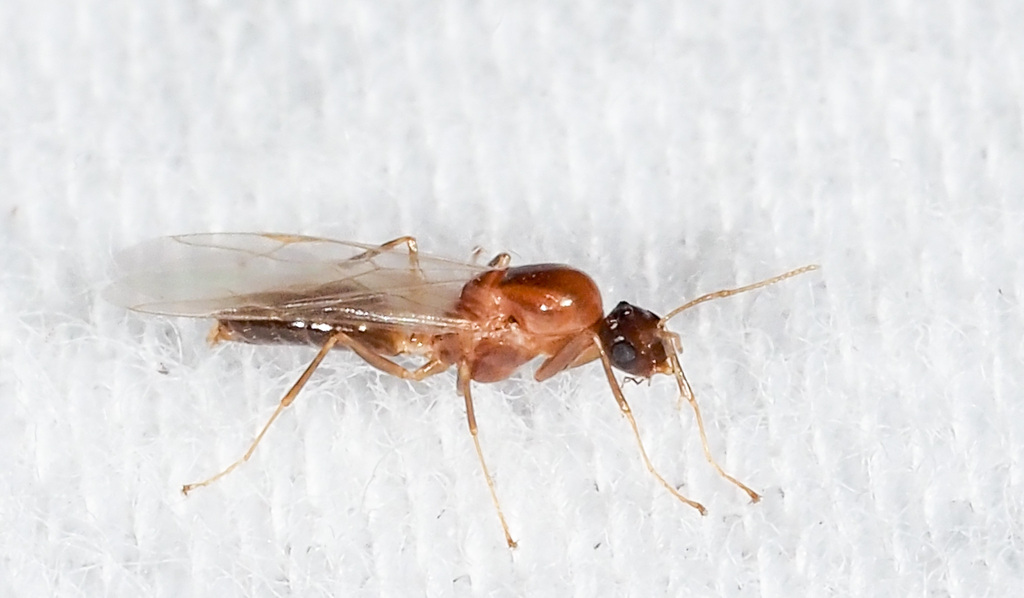 Gate-keeper Ants from Polk County, FL, USA on July 3, 2023 at 08:28 PM ...