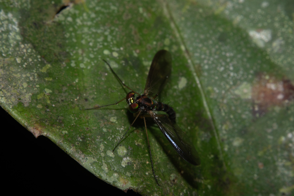 Long-legged Flies from Unnamed Rd,, Lahad Datu, Sabah, Malaysia on June ...