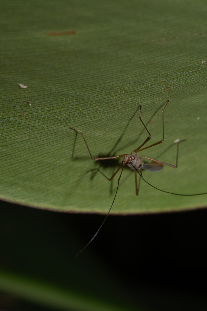 Colobathristidae from Unnamed Rd,, Lahad Datu, Sabah, Malaysia on June ...