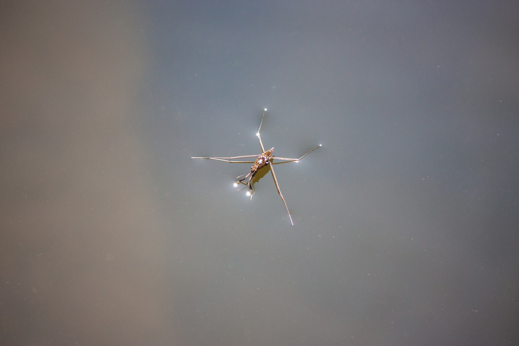 Common Water Strider from Southwest Portland, Portland, OR, USA on July ...