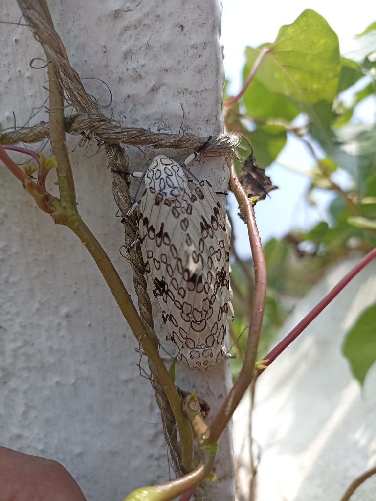 Giant Leopard Moth from Comitán de Domínguez, Chis., México on May 17 ...