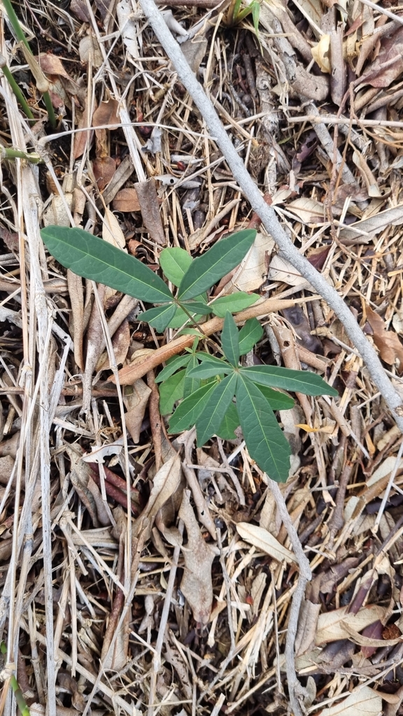 Pepper Vine from Esk, AU-QL, AU on July 6, 2023 at 11:49 AM by murrayoke · iNaturalist