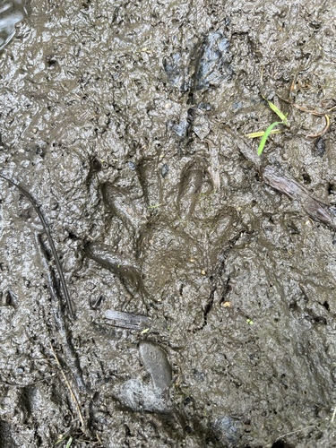 Raccoon Tracks – NatureTracking