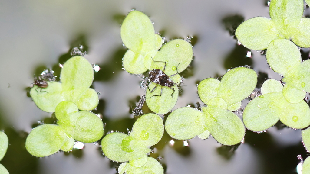 Microvelia americana from Wading River, NY, USA on June 29, 2023 at 05: ...