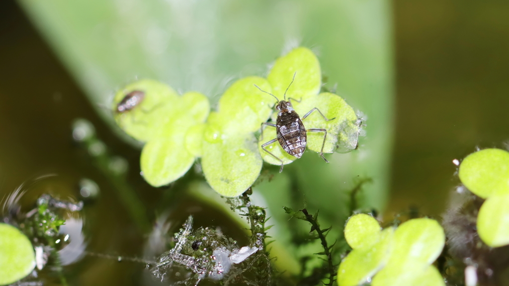 Microvelia americana from Wading River, NY, USA on June 29, 2023 at 05: ...
