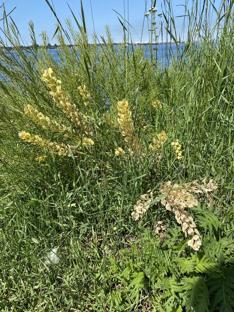 field penny-cress from Meadow Park, Sault Ste. Marie, ON, CA on July 2 ...