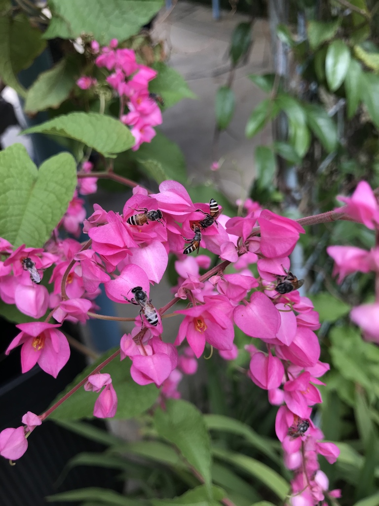 Red Dwarf Honey Bee from Universal Studios Singapore, Singapore ...