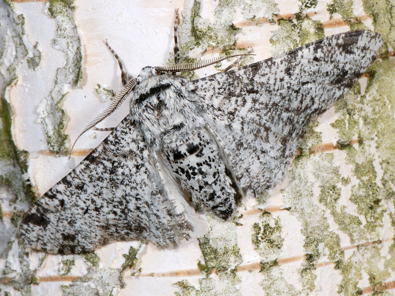 Natural Selection Peppered Moth