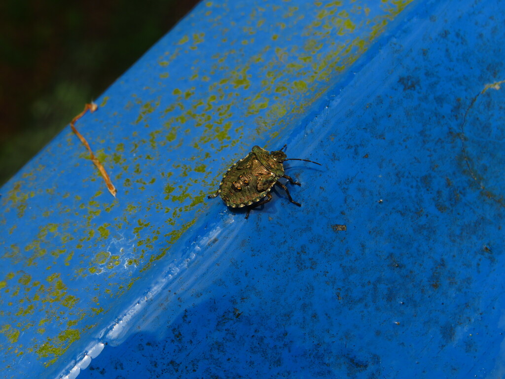 Forest Bug from Dundee, UK on June 23, 2023 at 12:21 PM by Adam Fraser ...