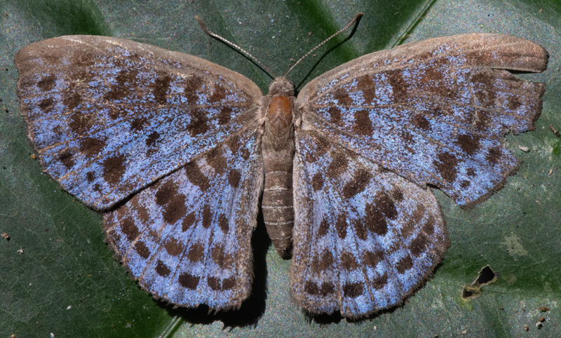 Dysmathia portia from Piso Firme, Remanso Porvenir on October 15, 2021 ...