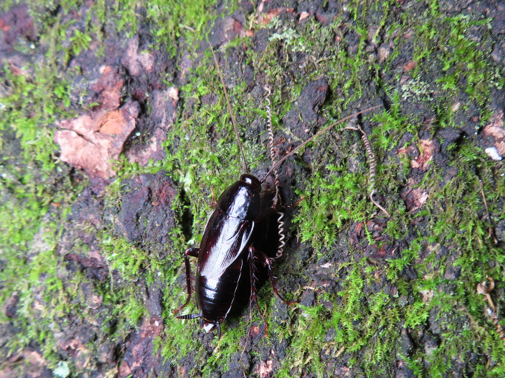 Japanese Cockroach from Район Аоба, Сендай, Мияги, Япония on June 29 ...