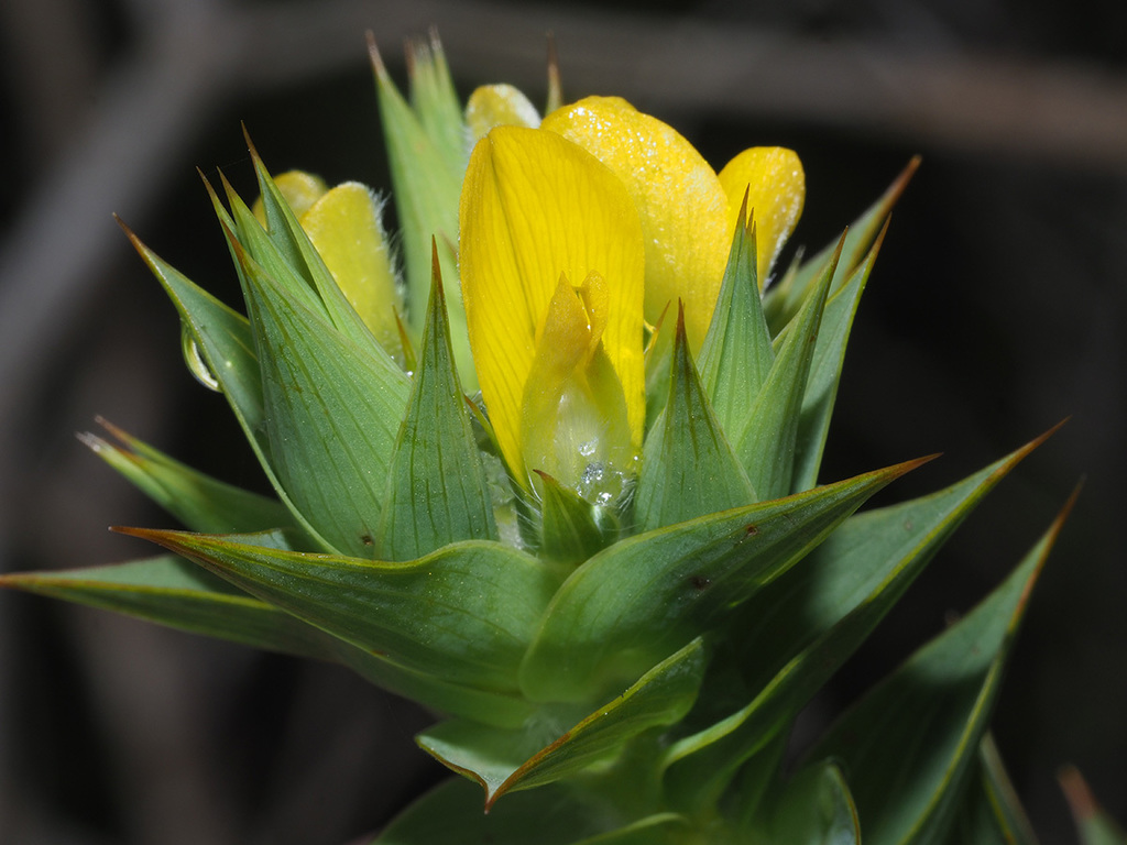 (Faboideae) - Botanical Realm