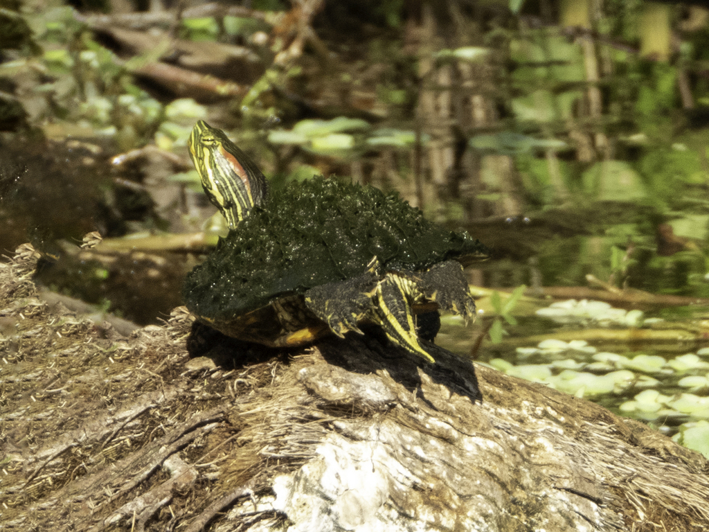 Pond Slider from Sarasota, FL, USA on February 2, 2023 at 04:51 PM by ...