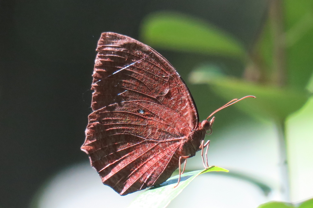 Common Palmfly from Pasir Ris, Singapore on January 01, 2019 at 10:48 ...