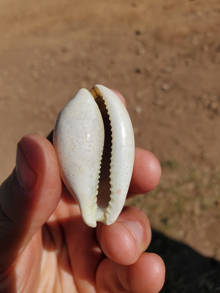 Chestnut Cowry from Los Angeles County, US-CA, US on July 6, 2023 at 04 ...
