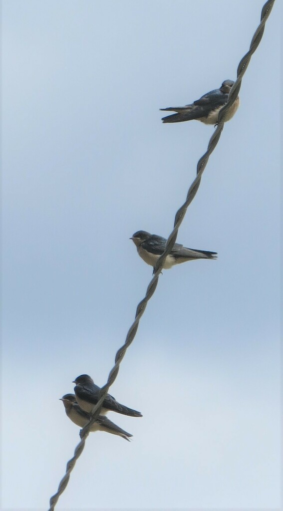Barn Swallow from Bay City, Pierce County, WI, USA on July 6, 2023 at ...