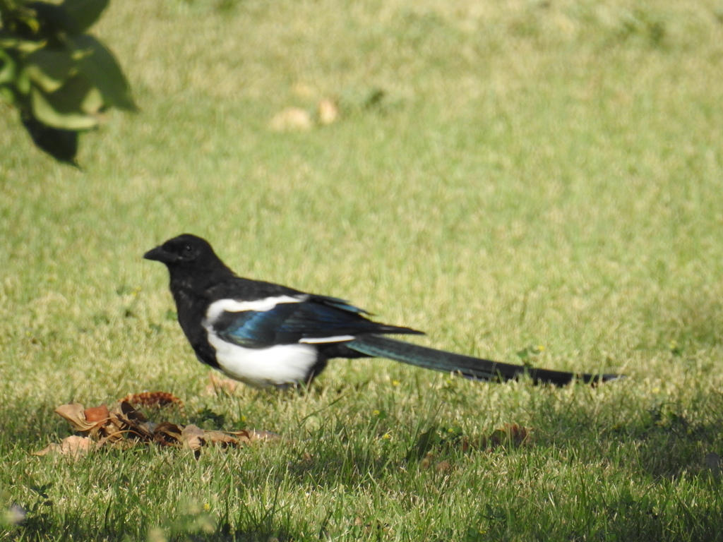Black-billed Magpie from North Lethbridge, Lethbridge, AB, Canada on ...