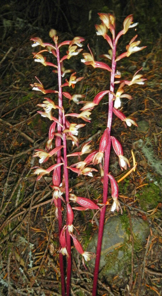 Ozette Coralroot from Capital, BC, Canada on July 3, 2023 at 10:13 AM ...
