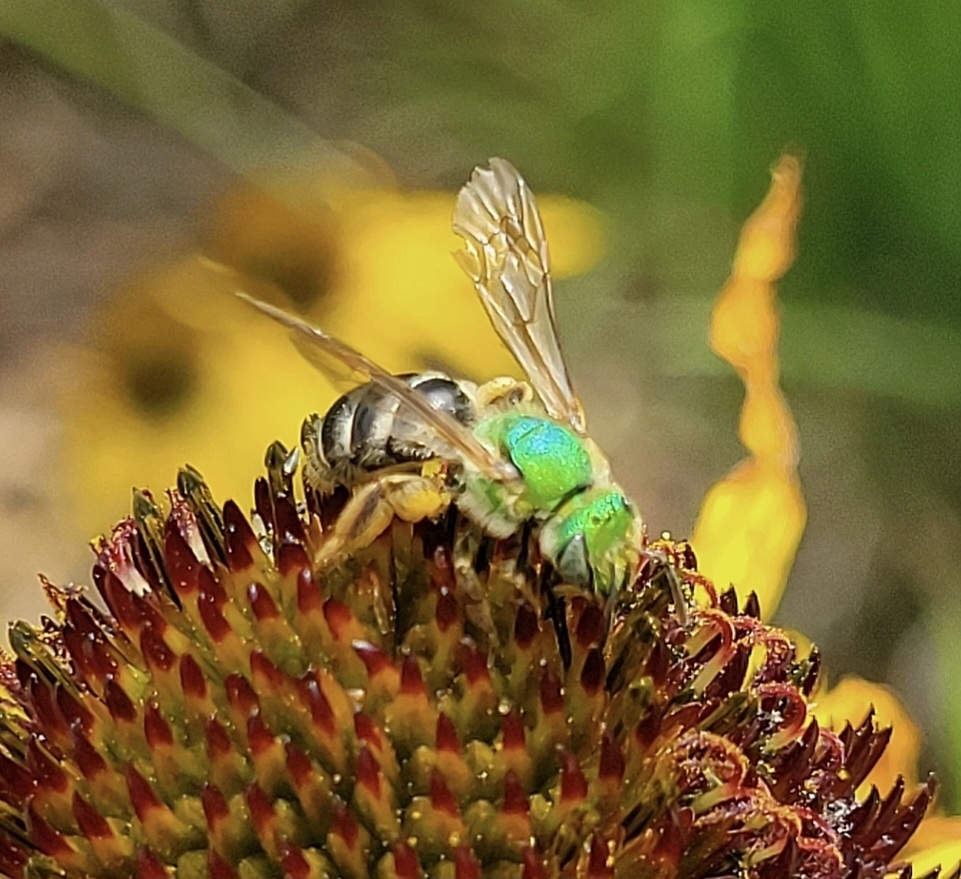Bicolored Striped Sweat Bee from Conservation Garden Park on July 6 ...