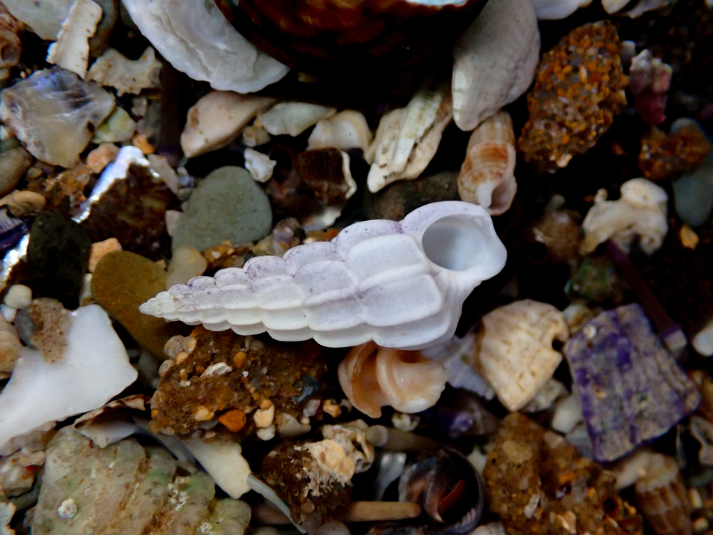 Opalia australis from Bateau Bay NSW, Australia on July 6, 2023 at 03:40 PM by Felix Harper ...