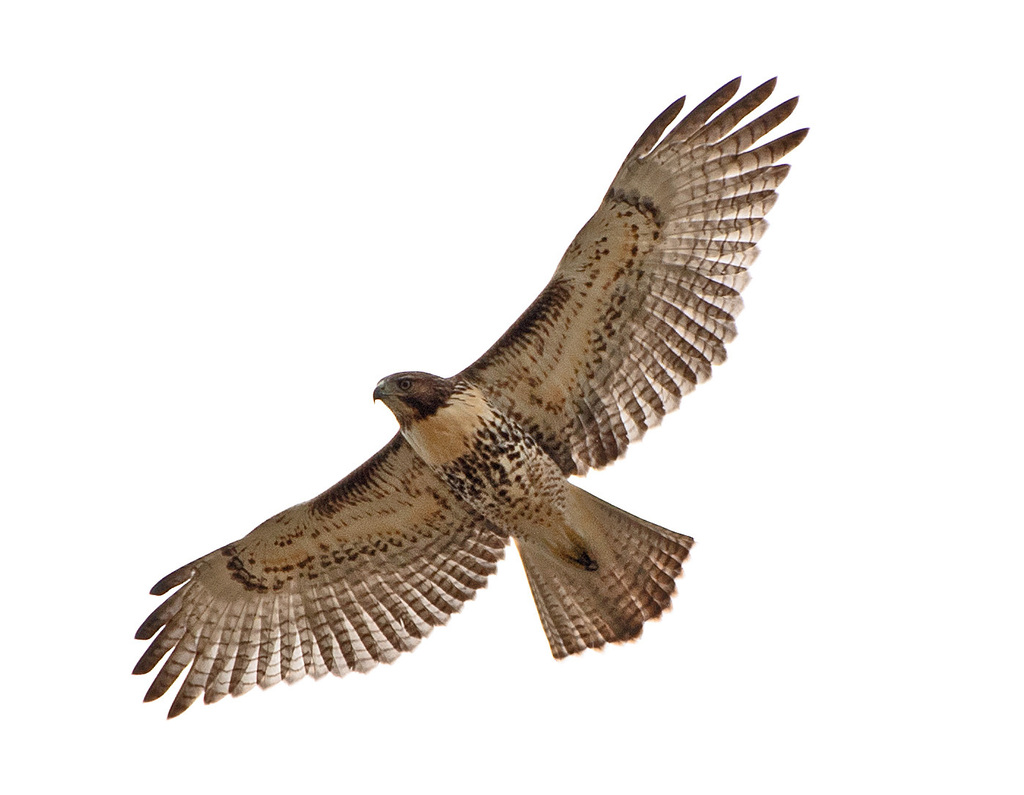 Red-tailed Hawk from Kendall County, TX, USA on July 6, 2023 at 09:11 ...