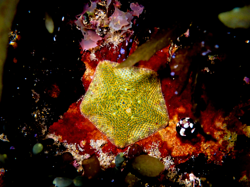 Dwarf Cushion Star from Bateau Bay NSW, Australia on July 6, 2023 at 05 ...